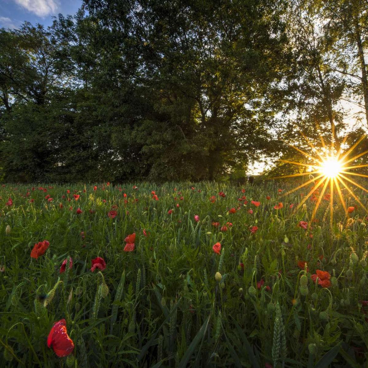 Le Condroz, entre tiges et chavées | Maison du Tourisme Terres-de-Meuse
